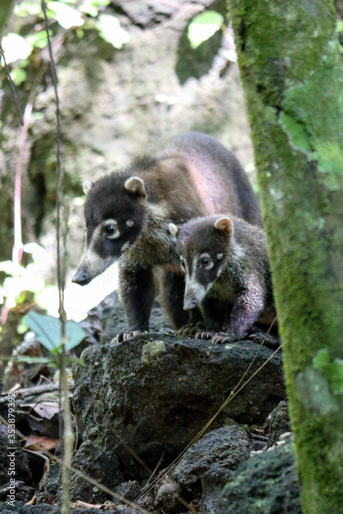 wild coati in rainforest, outdoor animals, Corcovado National Park ...