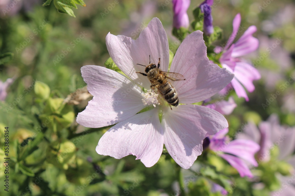 White "Hollyhock Mallow" flower (or Vervain, Greater Musk, Cut Leaved ...
