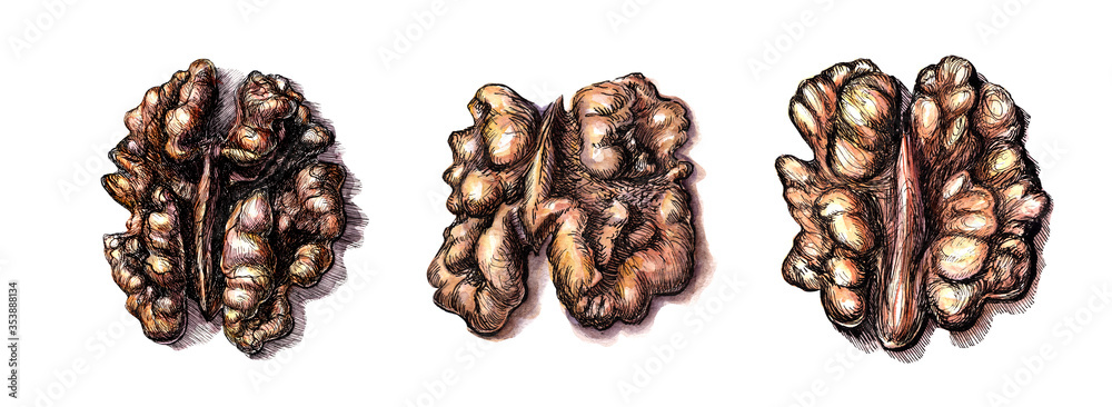 Set of walnut portraits - watercolor and ink illustration, isolated on ...