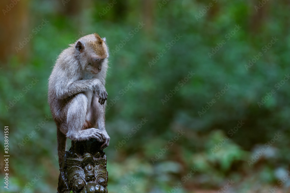 Sangeh Monkey Forest is a sanctuary for grey long-tailed macaques in ...