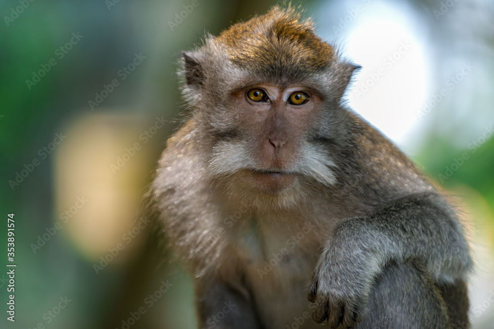 Sangeh Monkey Forest is a sanctuary for grey long-tailed macaques in ...