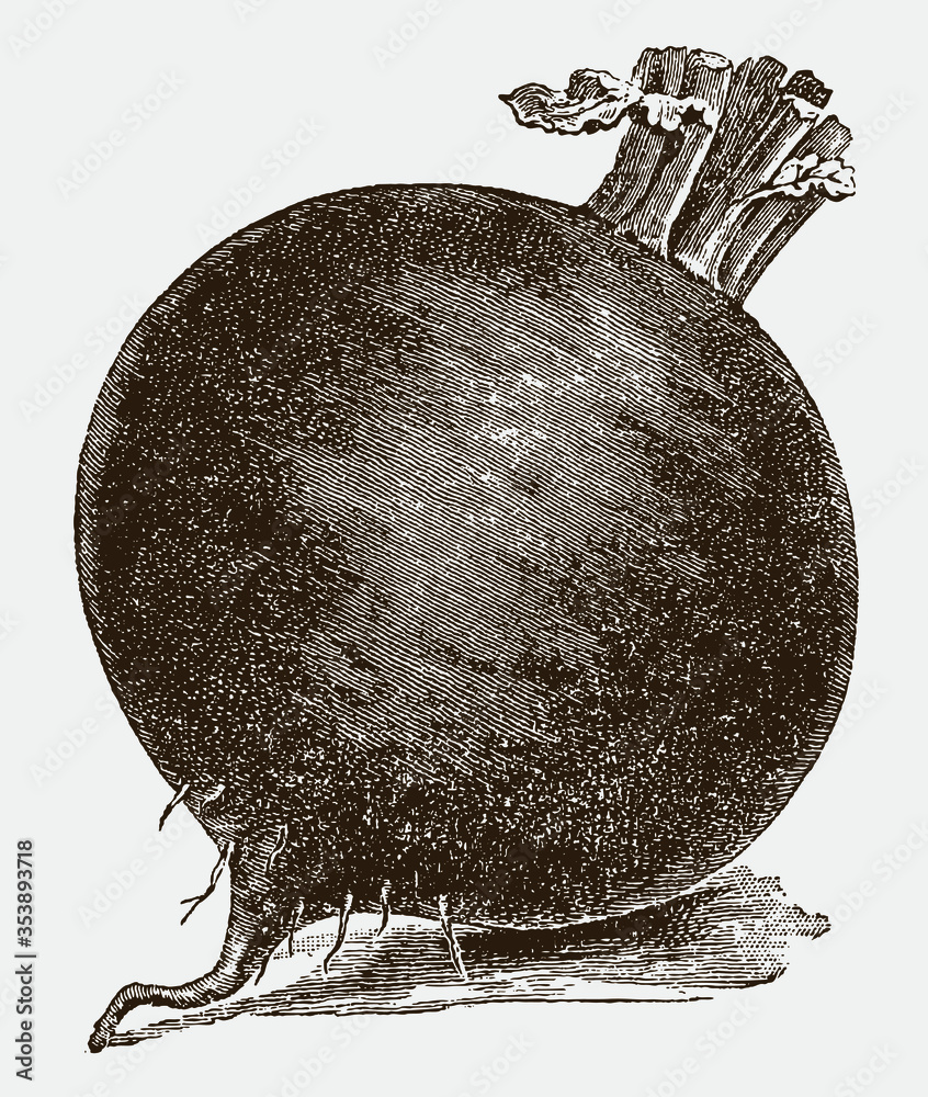 Single, globular beet lying slightly tilted to the side, after a ...