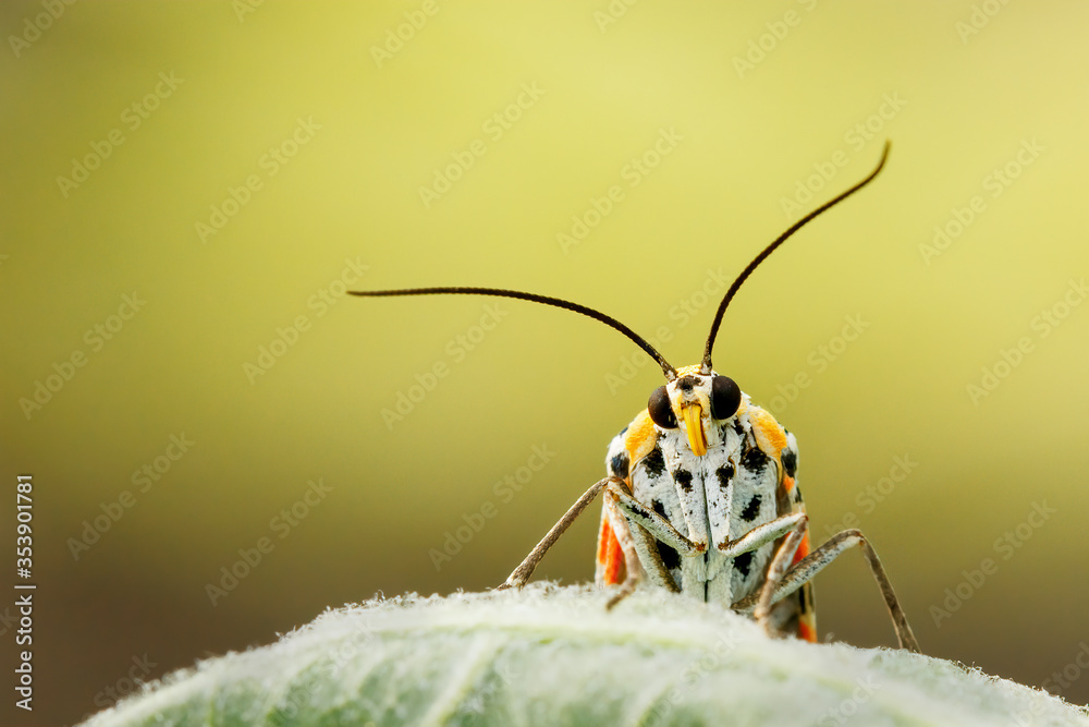 A portrait of a Crimson Speckled moth facing the camera face front ...