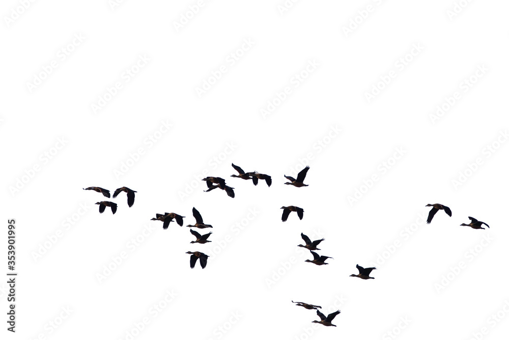 flock of birds Stock Photo | Adobe Stock