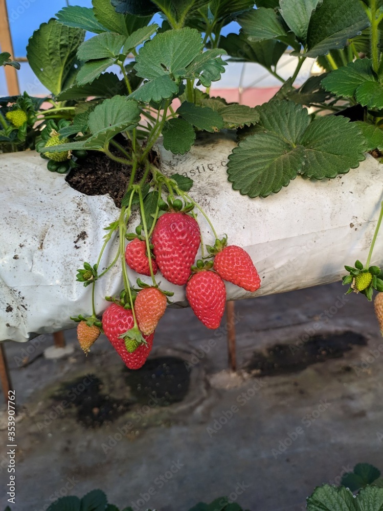 Plantação de morangos Stock Photo | Adobe Stock