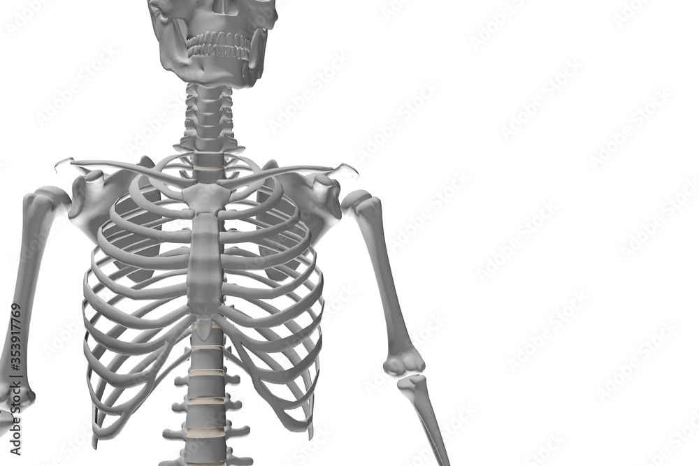 Torso Human Skeleton. White background with a skeleton and attention on ...