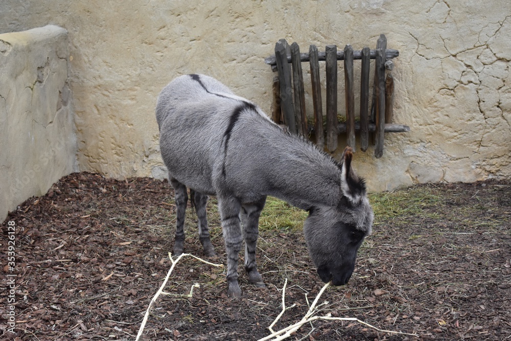 Donkey on a farm. The donkey or ass (Equus africanus asinus), is a ...