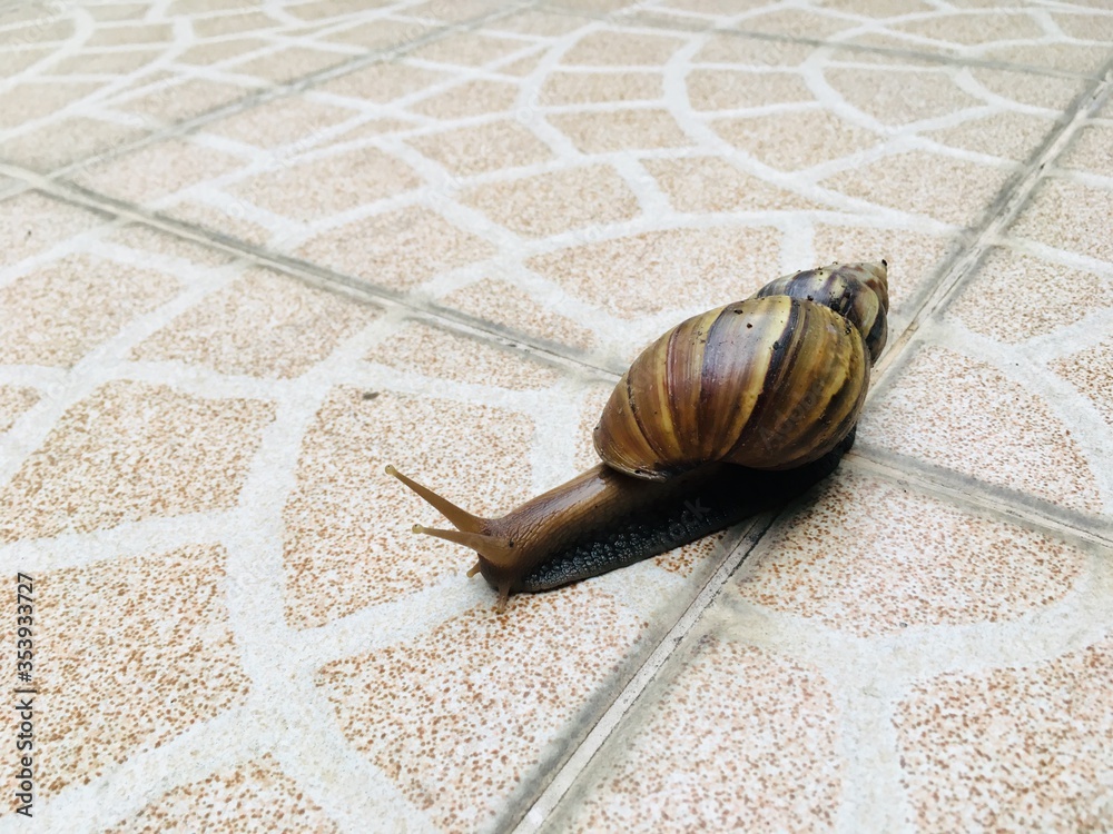 A giant snail is often seen after new rain. Classified as invertebrates ...