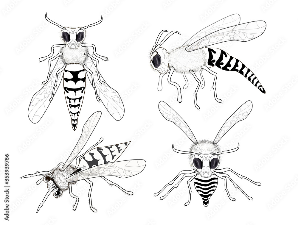Stock vector illustration. Set of four wasps. The fluffy wasp is drawn ...