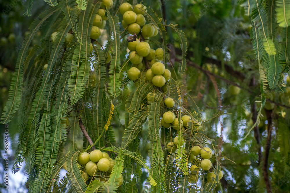 Foto Stock Indian gooseberry, Malacca tree or amla from Sanskrit ...