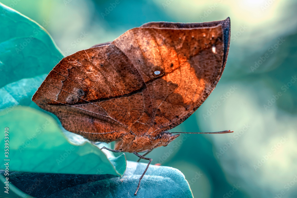 Dead leaf butterfly , Kallima inachus, aka Indian leafwing, standing wings folded on a bamboo ...