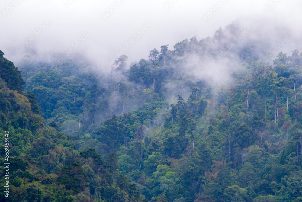 Mountainous forest landscape after the rain, clouds and fresh air ...