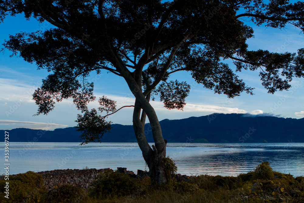 Morning scenery with a unique-single tree seen at the edge of shore at ...