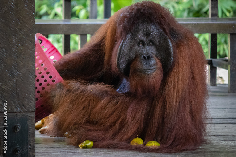 Alpha male orangutan. Solitary powerful adult individual, eating fruits ...