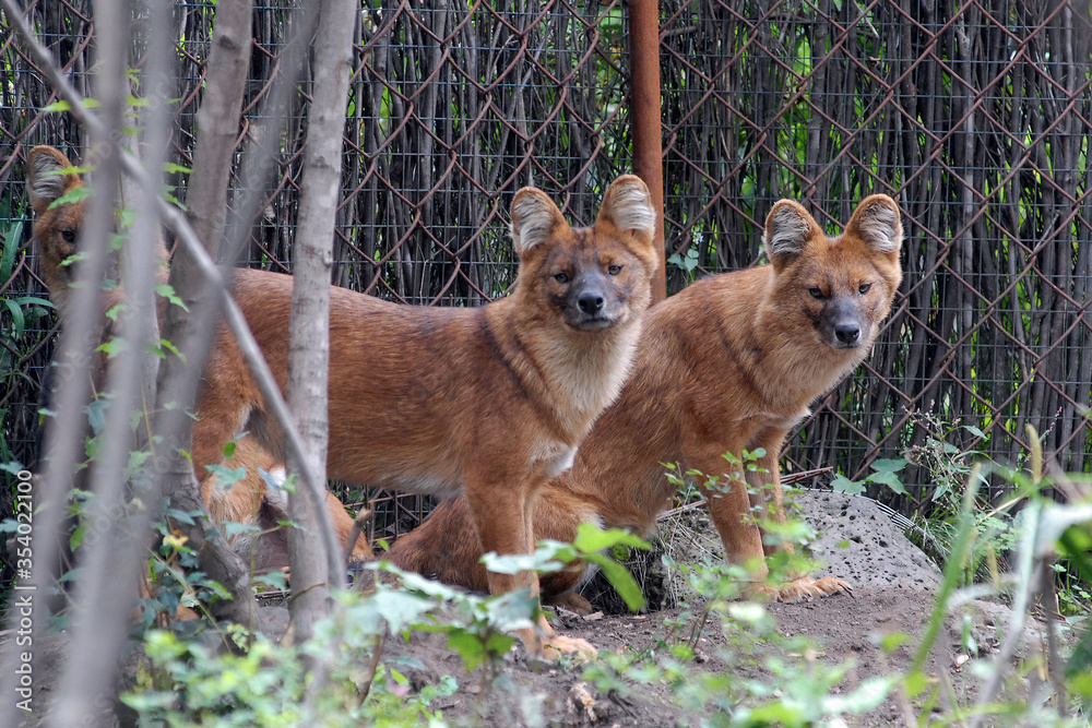 Dhole Vs Wolf