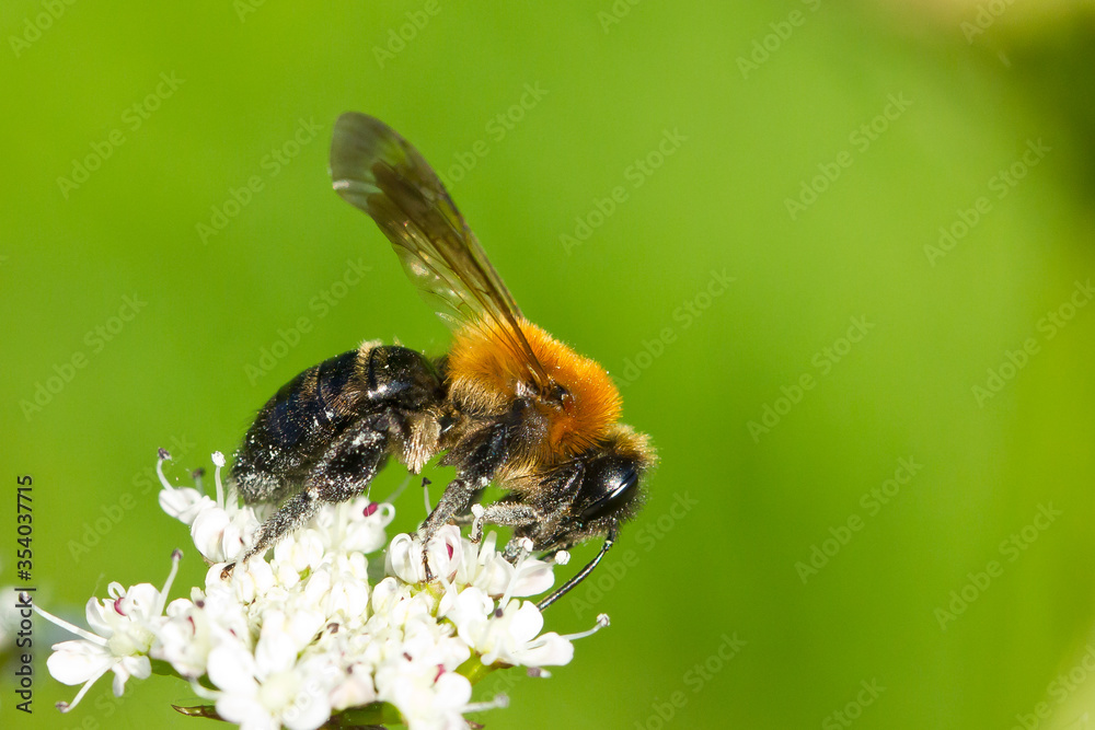 Abeja con el torax de color naranja sobre la flor blanca. Stock Photo ...
