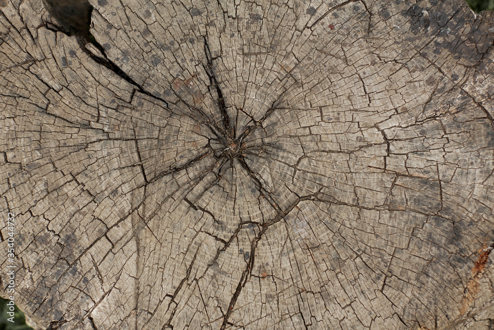 Old wooden tree cut texture surface. Rough organic texture of tree ...