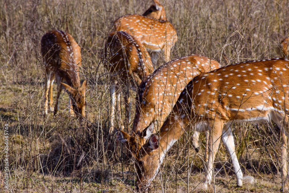 Herd of spotted Deer grazing in the jungle amid the threat of predator ...