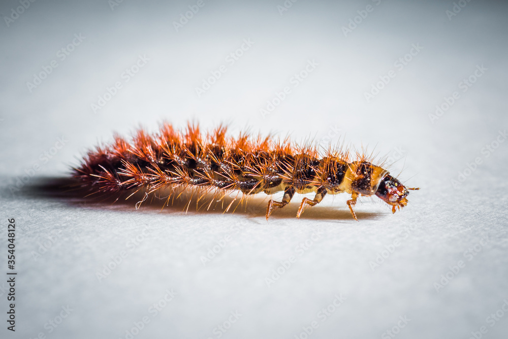 ladybug, insect, fly, wildlife, animals, butterfly, wing, bug, spider ...