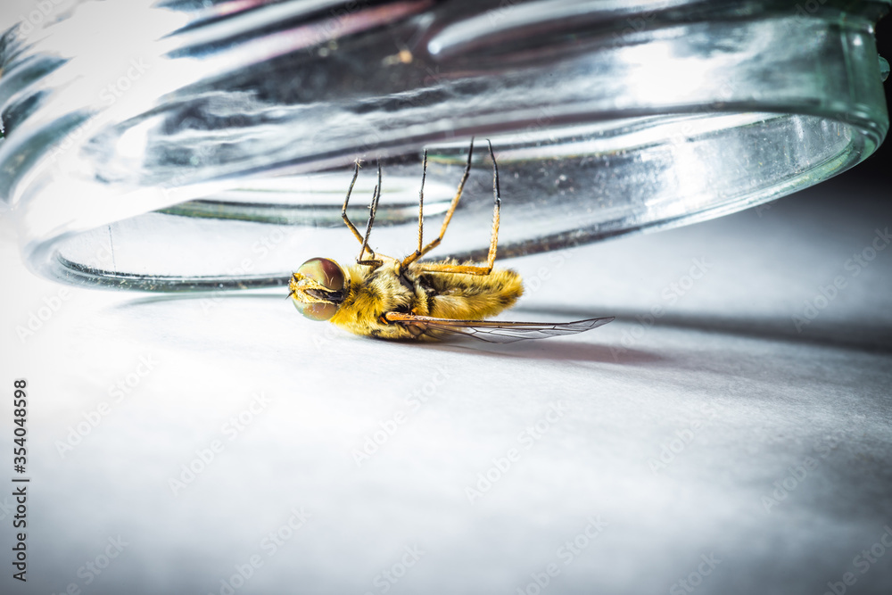 ladybug, insect, fly, wildlife, animals, butterfly, wing, bug, spider ...