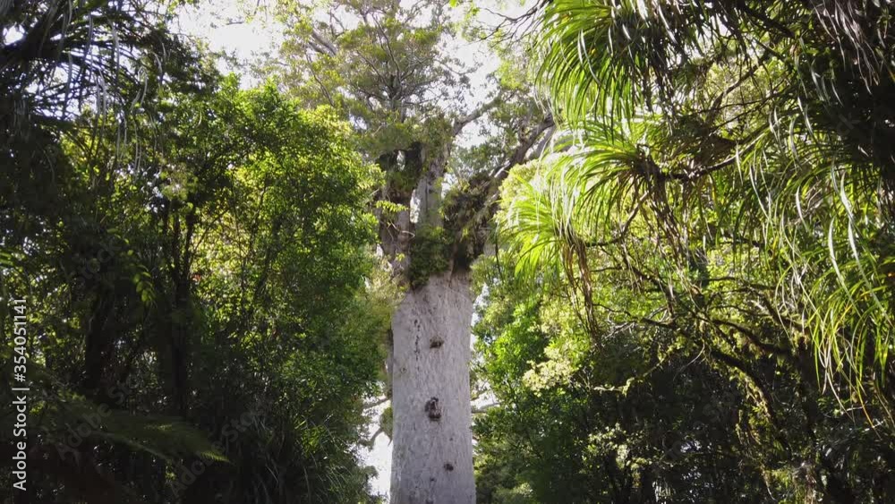 4k top to bottom tilt pan motion of the 2000 year old Kauri tree called ...