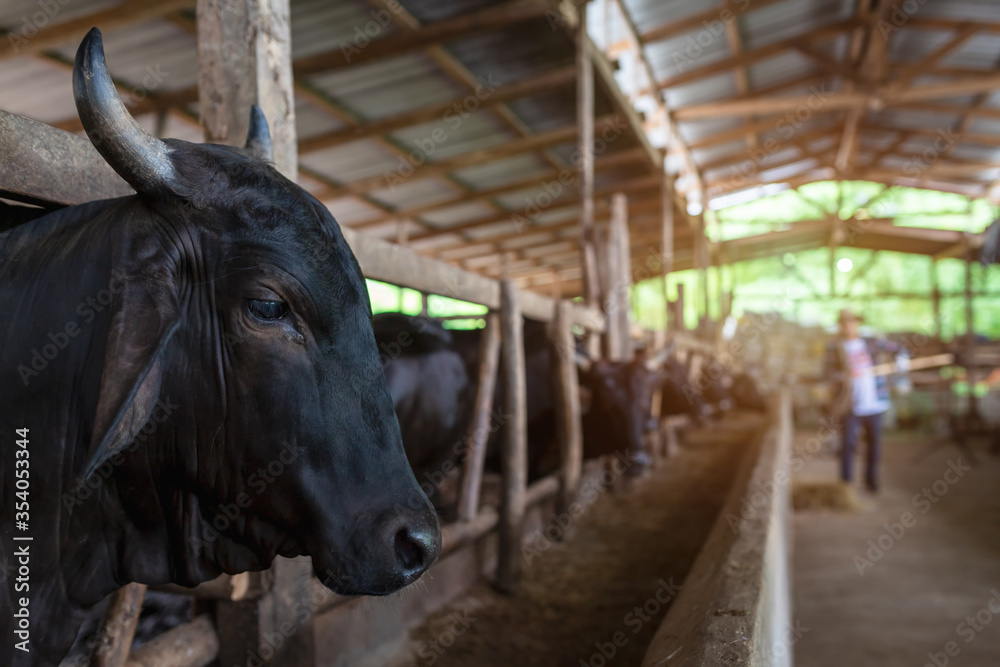 Wagyu – Japanese shorthorn, portrait of a wagyu cow of Japanese origin ...