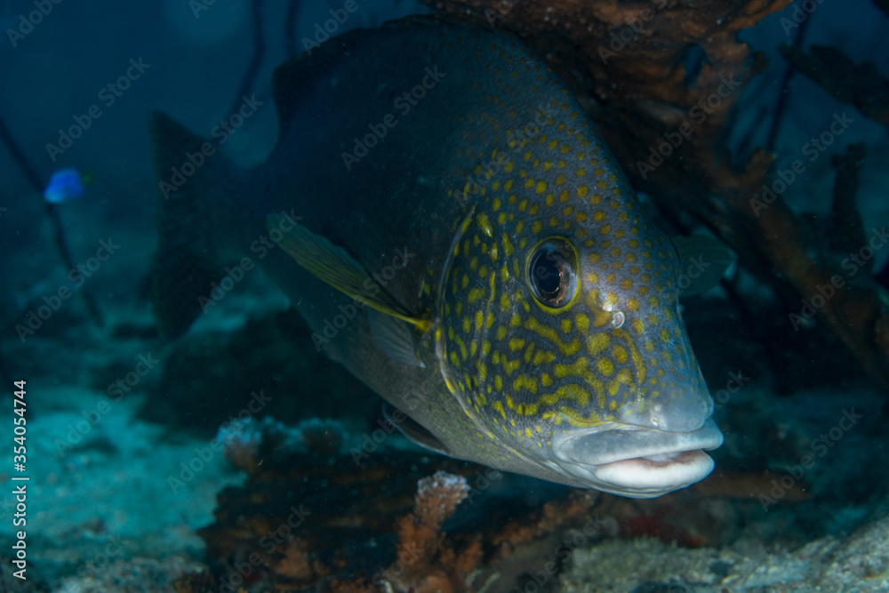 Silver Sweetlips, Diagramma pictum in a tropical coral reef Stock Photo ...