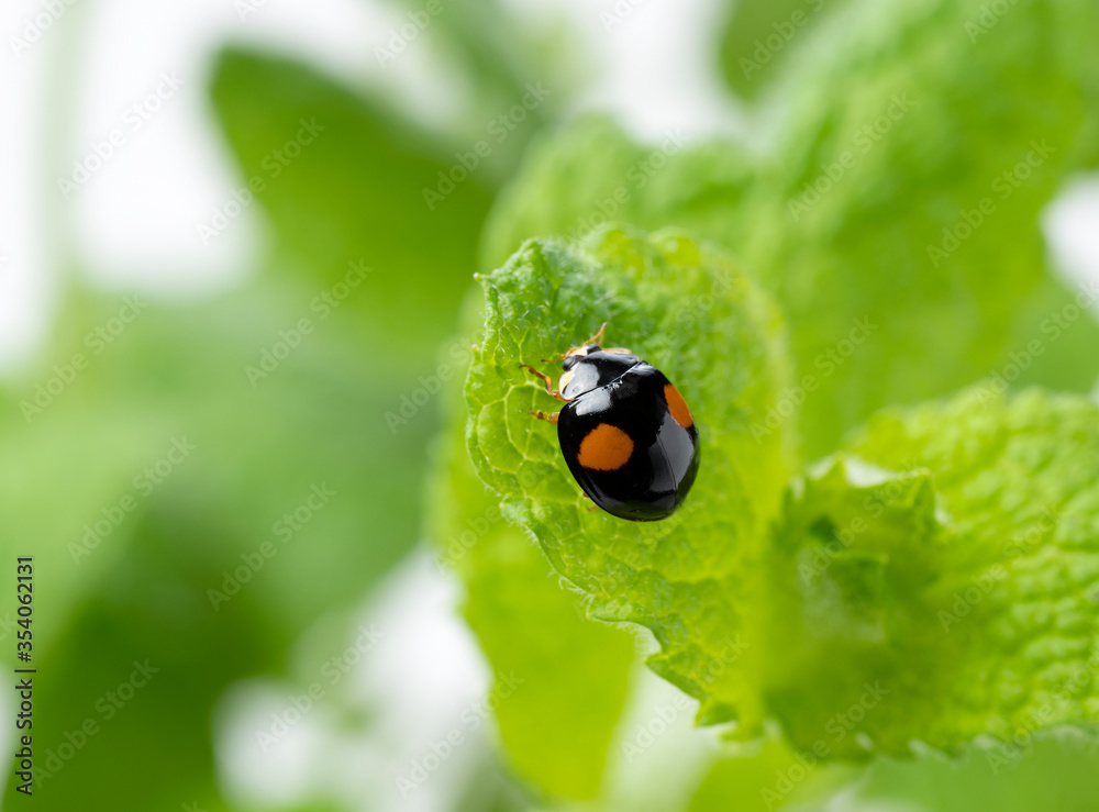 Japanese Ladybug