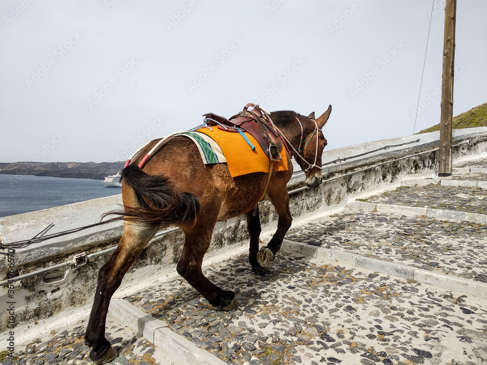 Mule walking on stairs without any load on its back. The image is ...