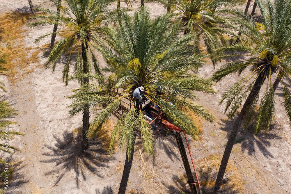 Palm Date pickers working on a crane platform, Aerial image. Stock ...