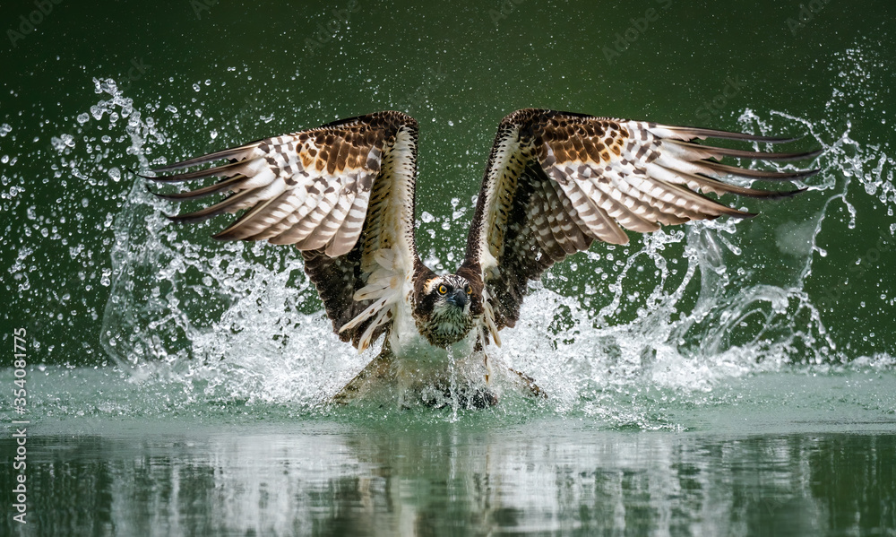 A front view photo of an osprey hunting fish and emerging from splashed ...