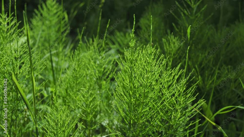 Forest horsetail in the shade of trees in summer. medicinal plant ...