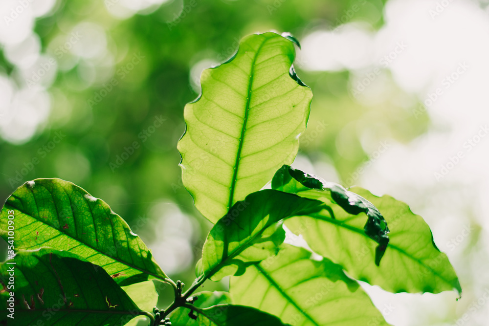 Coffee leaves that are splitting into young and old leaves and as a ...