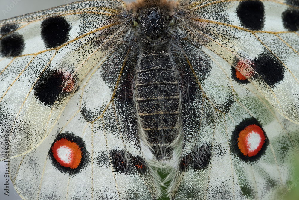 uno splendido esemplare di parnassius apollo con le classiche macchie ...