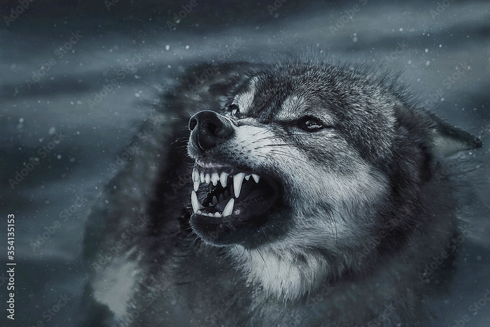 Wolf grin Stock Photo | Adobe Stock
