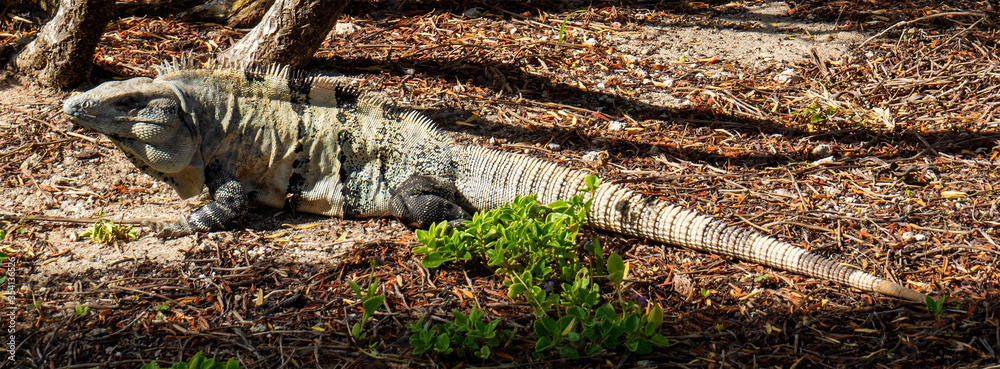 Peaceful lizard under the bright sunlight enjoying the day in the ...
