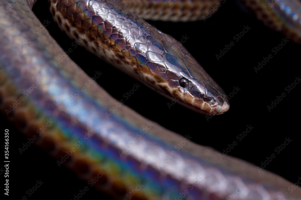 Xenopeltis unicolor. Common names: sunbeam snake is a non-venomous ...