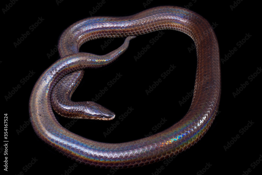 Xenopeltis unicolor. Common names: sunbeam snake is a non-venomous ...