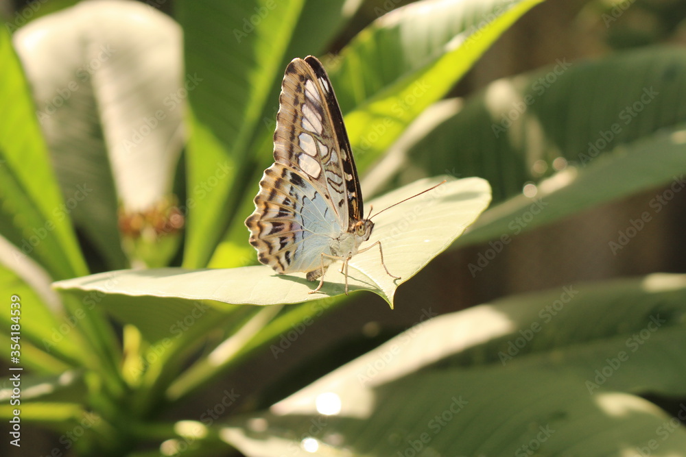 Blue "Clipper Butterfly" in Innsbruck, Austria. Its scientific name is ...