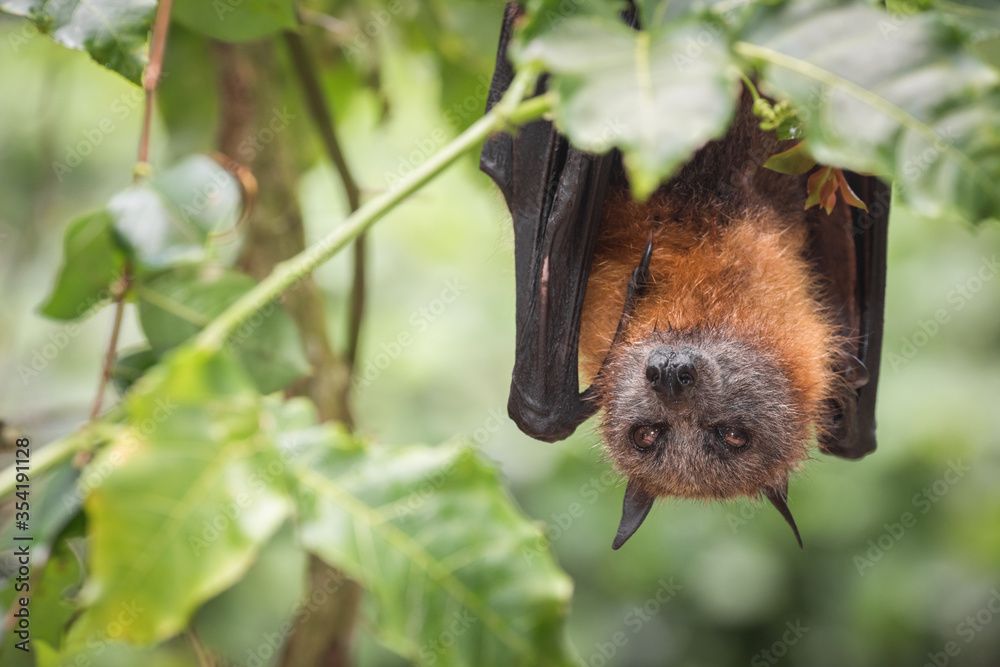 A Grey Headed Flying Fox at a wildlife rescue centre in Kuranda ...
