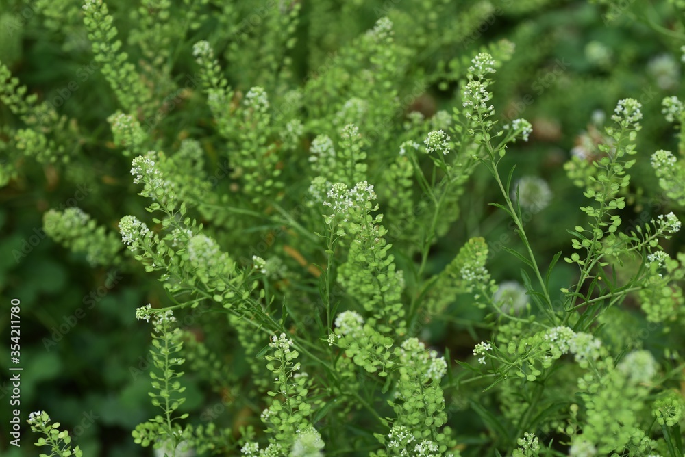 Lepidium virginicum (Virginia pepperweed) / Brassicaceae weed Stock ...