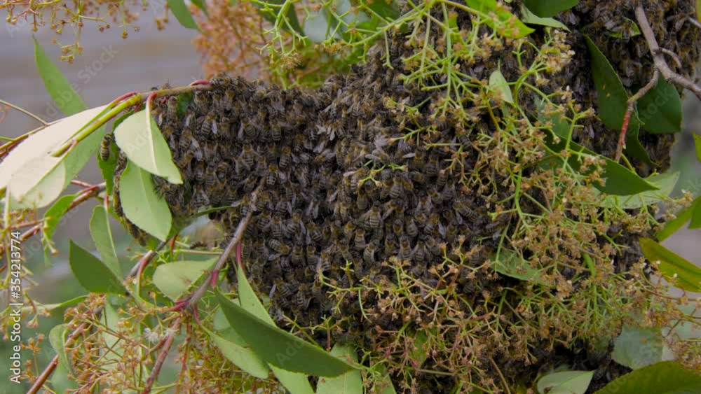 A close up shot of many buckfast honey bees swarming on a tree ...