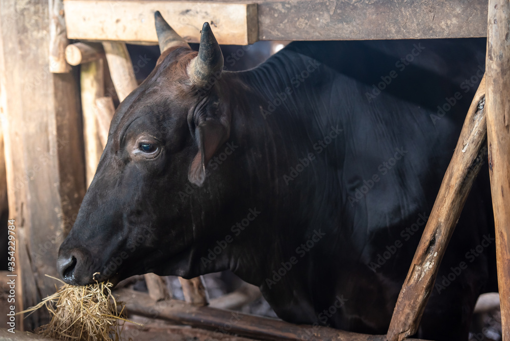 Raising wagyu cows in an industrial farming farm. Concept: raising ...