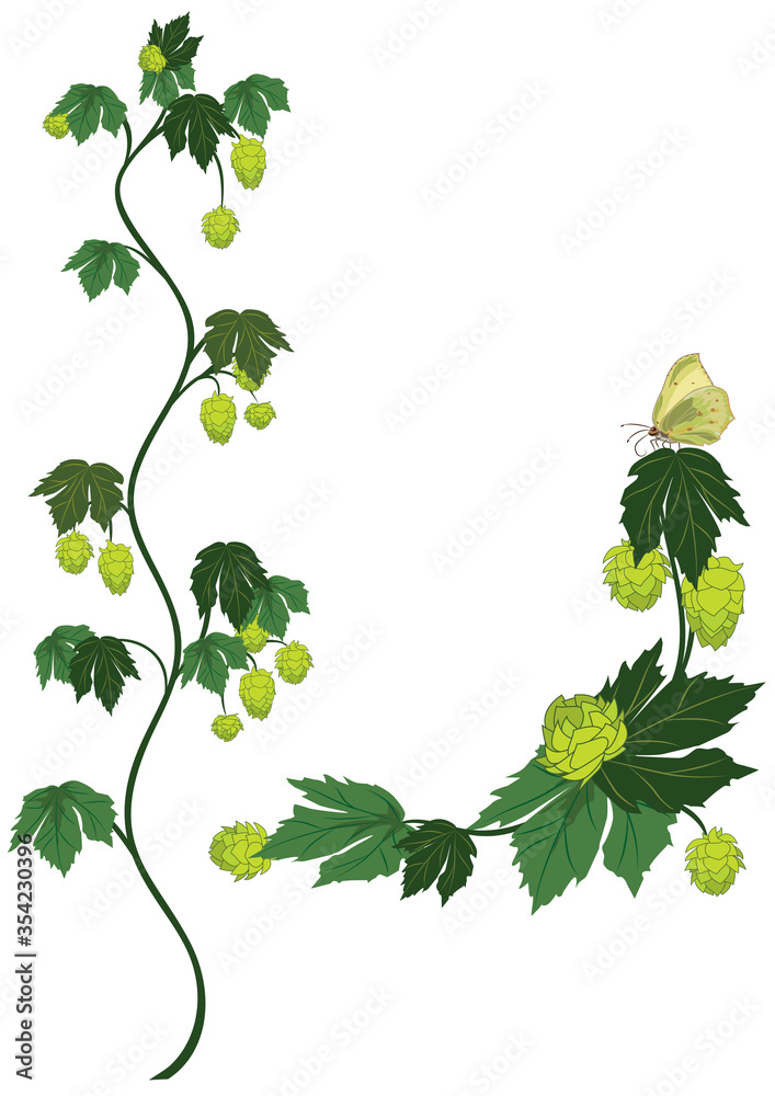 Set of vector floral borders with hops, vertical border and ...