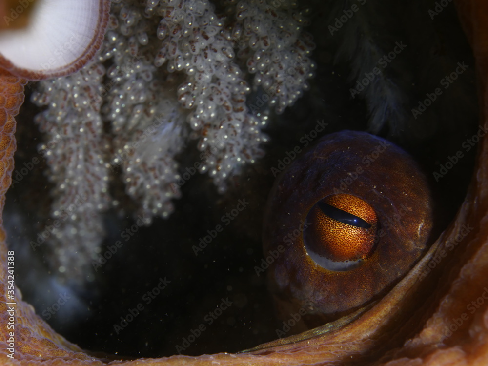 mother octopus eggs underwater ocean scenery sea life Stock Photo ...