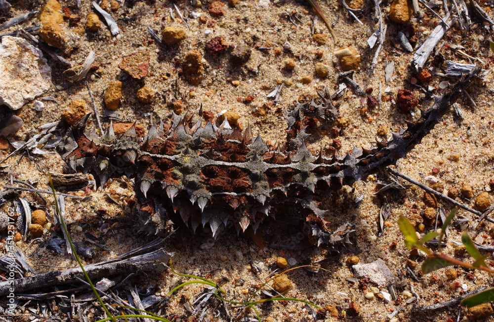 Foto de Camouflaged Thorny devil, Moloch horridus, ant-eating lizard in ...