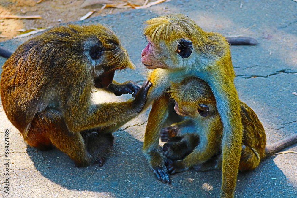 monkey mother and monkey father protect her child, monkey family Stock ...