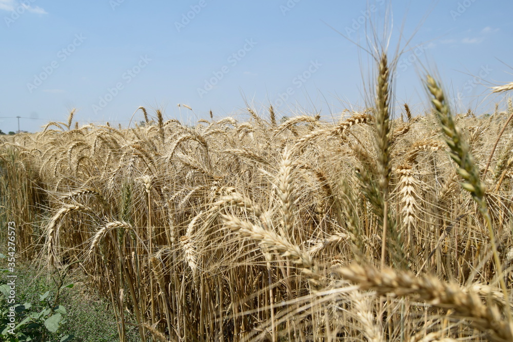 close up of wheat standing in the field, Keeping up in a field of wheat ...