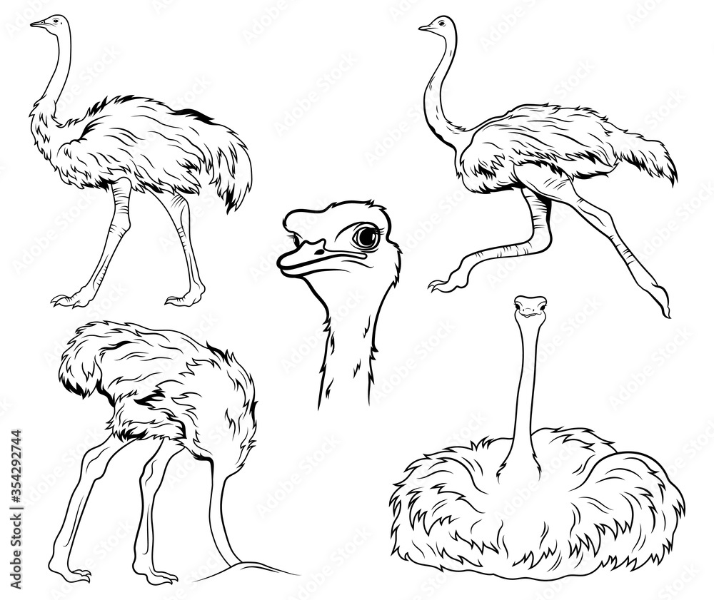 Set of ostriches. Collection of exotic birds in different positions ...