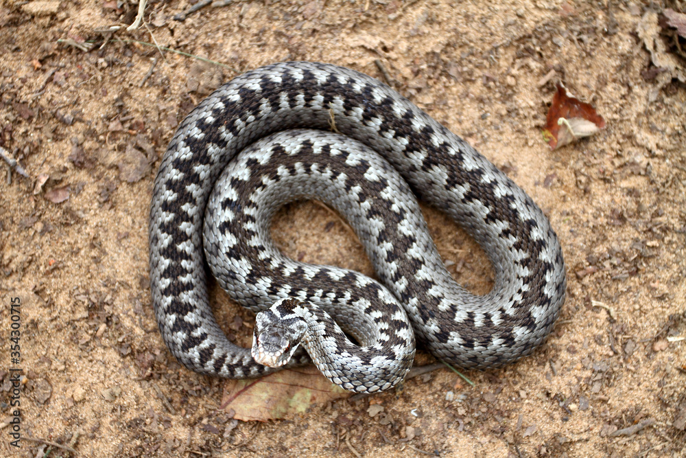 Grey viper or adder venomous snake in attacking or defencive pose ...